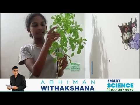 👩🔬 සපුෂ්ප ශාකයක කොටස් හඳුනා ගනිමු - Yethuli Yehansa
