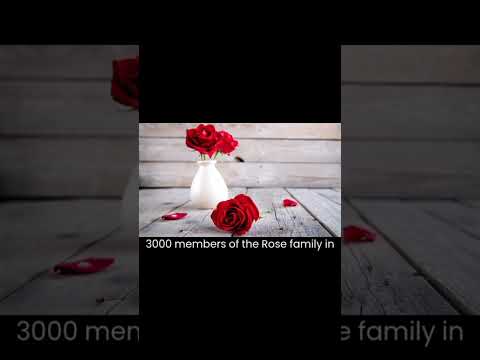 The Meanings of Red Rose #flowers #rose