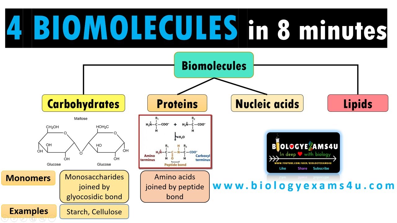 4 Biological Molecules: Structure and Their Function || A quick guide to Understanding biomolecules