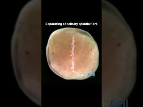 Separating of Spindle Fiber in cell π