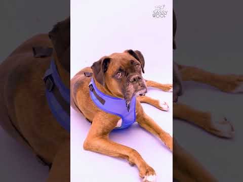 The Sassy Woof Mood Harness