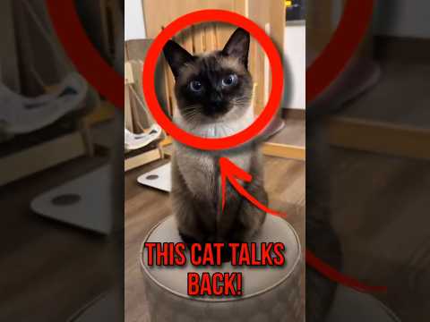 Why Siamese Cats Are the Most Talkative (and Sassiest) Cats You’ll Ever Meet!