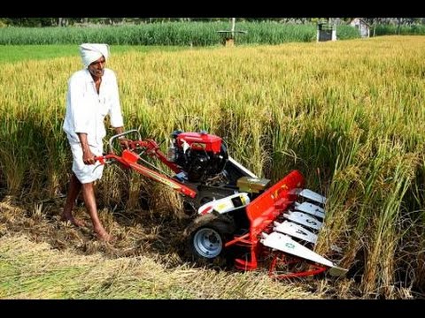 Rice Cutting Machine - Rice Cutting Machinery Latest Price ...