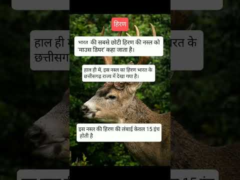 Deer facts in hindi. India's smallest deer, Mouse Deer. #viral #shorts #ytshorts #mousedeer