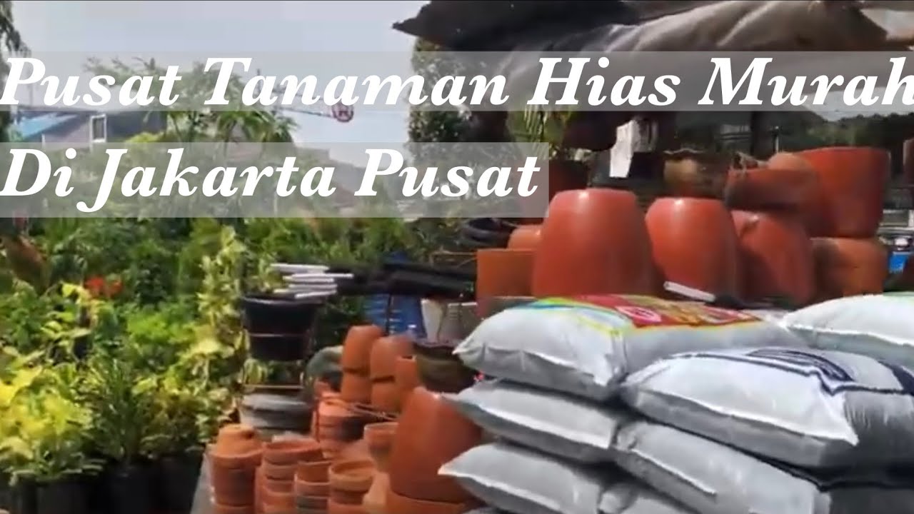 Pusat Tanaman Hias Murah Jakarta Pusat