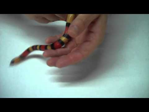 THIS APRICOT PUEBLAN MILKSNAKE CAN'T UNDERSTAND HIM!
