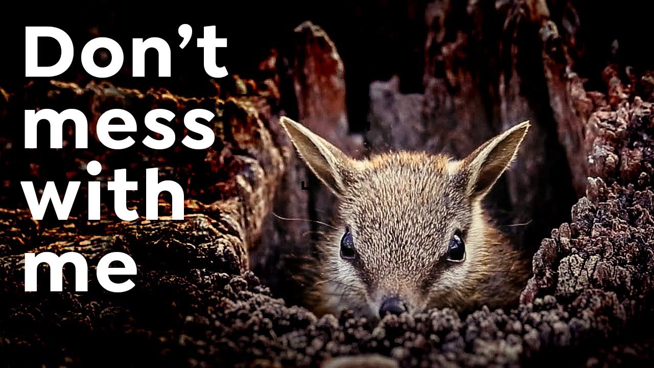 Numbats | Amazing Facts about Kangaroos' Unknown Cousins