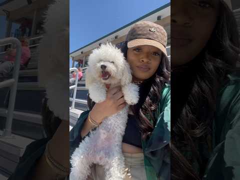 Dog Moms be like…. #dogs #maltipoo #dogmom