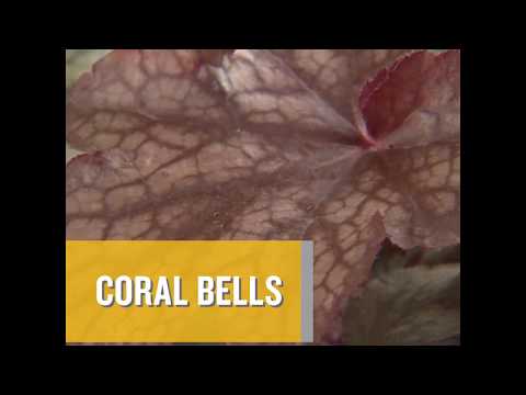 Allen Presents: Heuchera (Coral Bells)