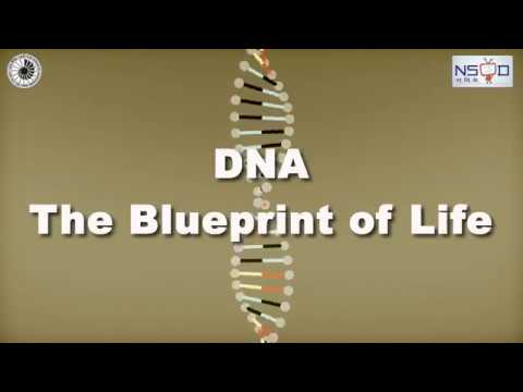 SCIENCE BEHIND - DNA : The blue print of life