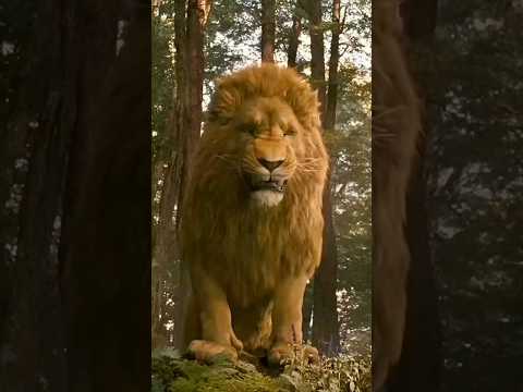 lion vs tiger 🐯 #shortvideo #loinking #animalphotos