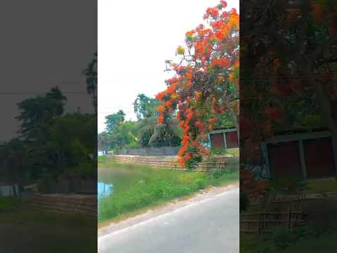 village lock in assam#darrang #zubeengarg #assamese