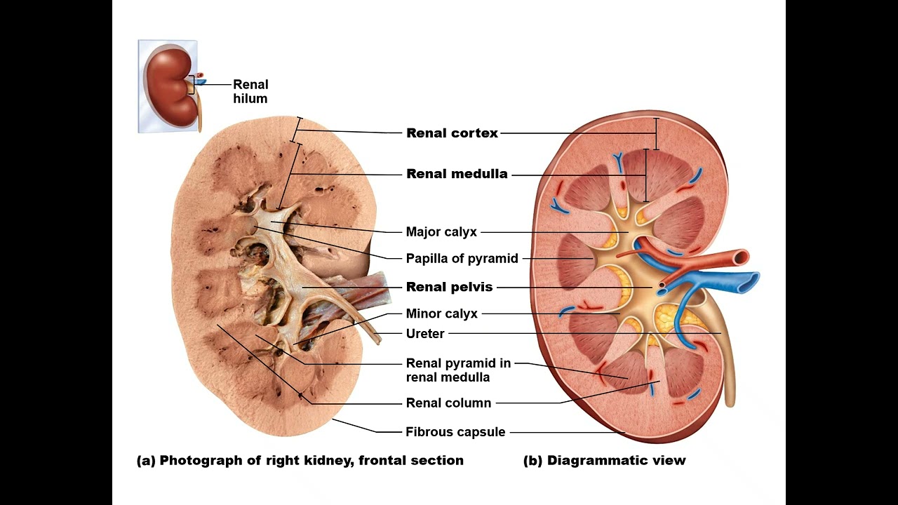 BIO 211 Urinary System PPT Recorded