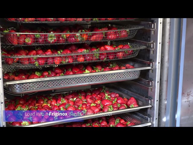 Lyophilizer - Lyophilizer - Table Top Manufacturer from Chennai