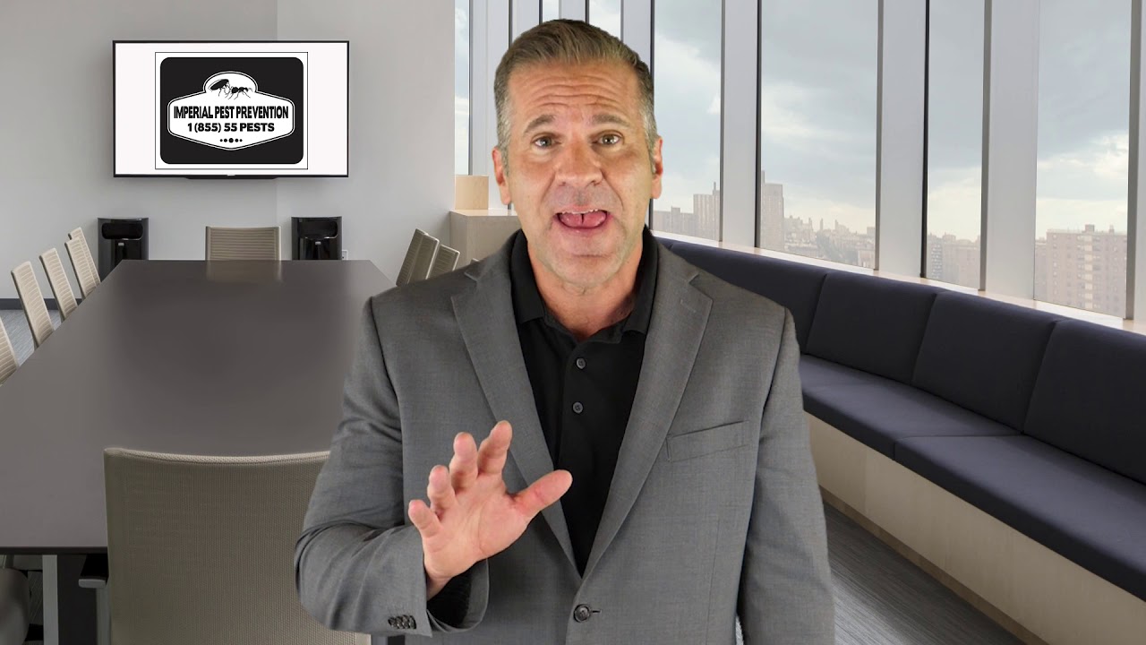 Bed Bug Service Prep Video