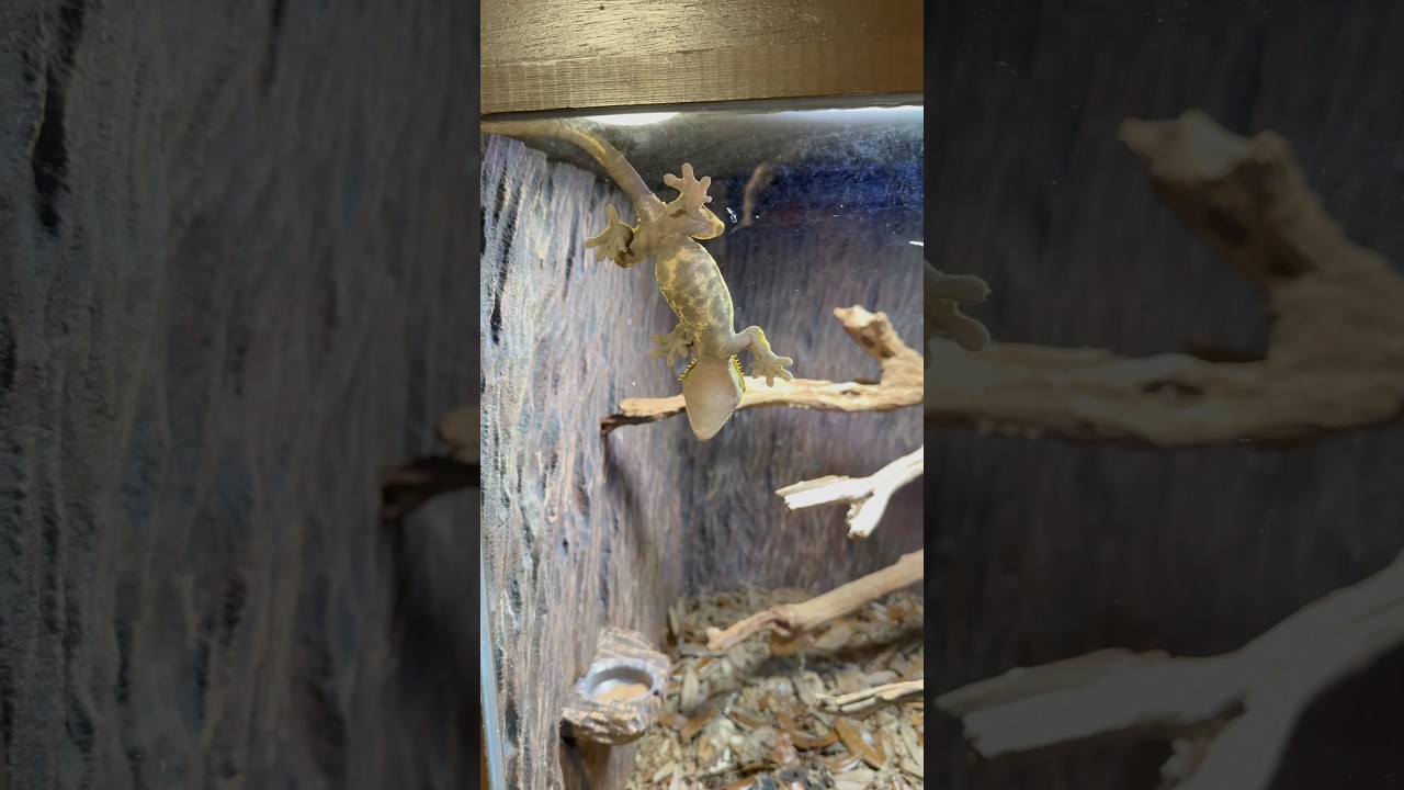 Gecko owners know the pain 😭😭 #crestedgecko #gecko #reptiles