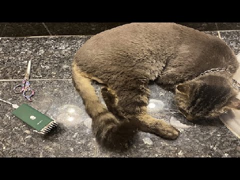 Dog Cat Home Hair Waterproof Clipper Portable Electric USB Rechargeable Pet Grooming Tools Review