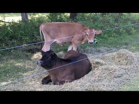 Why to Castrate Your Calves