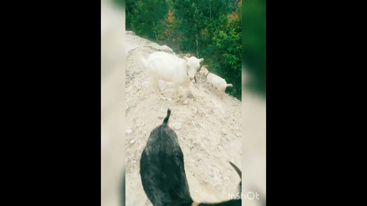 Ukrainian goats are joking on the slides