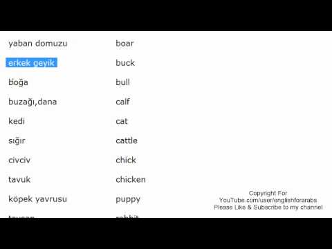 Animals names in Turkish part 1 - Turkish For Beginners Video Lecture ...