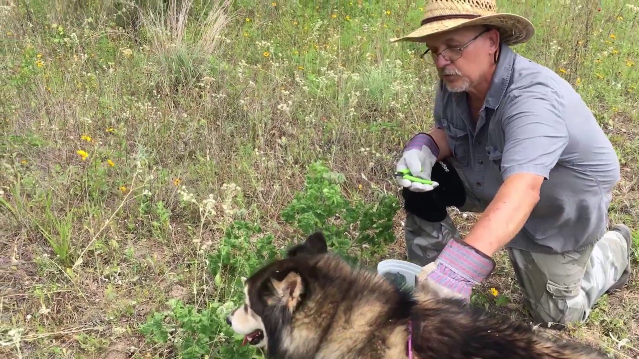 Wild edible plant foraging, Bull Nettle seeds