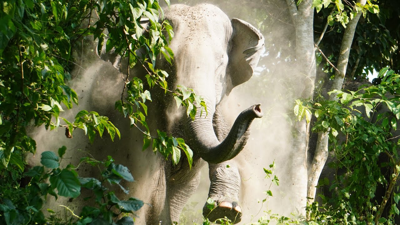 Elephant mock charge-Kicked the ground,trumpet calls & the ears flaps.