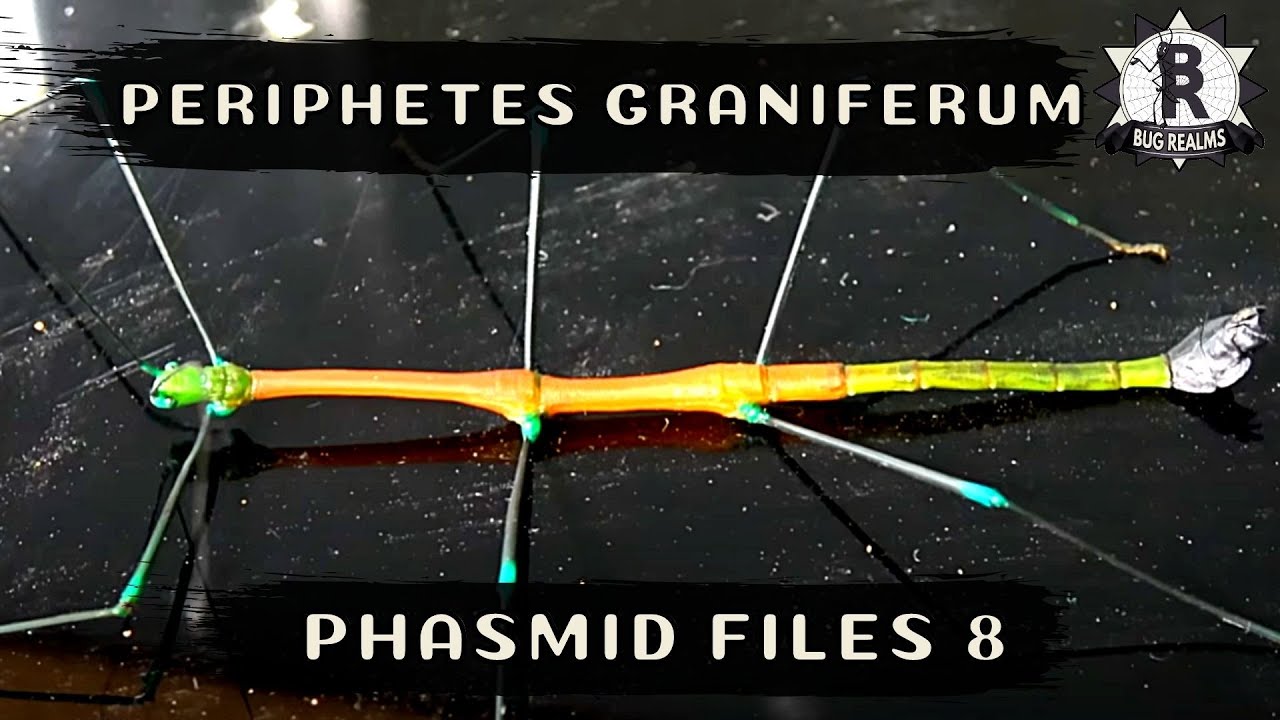 Phasmid Files 8 - Periphetes graniferum. What a Stunning Stick Insect!