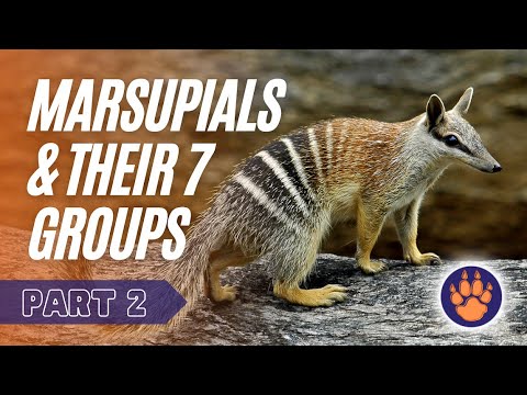 (EP. 2) What are Marsupial Mammals?