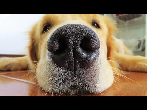 Odd Facts You Didn't Know About Golden Retrievers