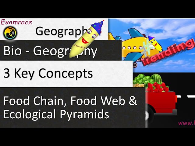 Understanding Food Chains, Food Webs, and Ecological Pyramids: Key ...