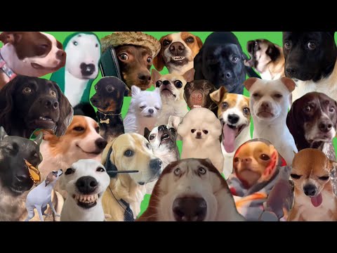 All Best Dogs Memes
