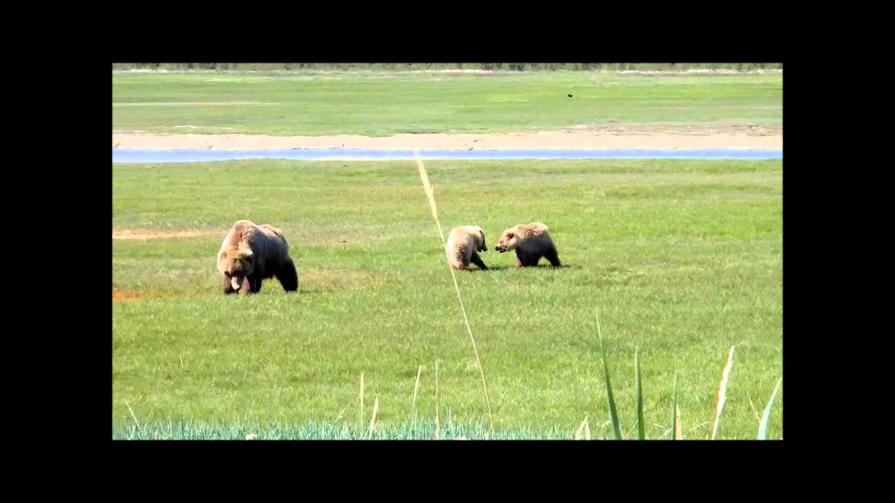 Sibling Rivalry -- Coastal Brown Bear Style