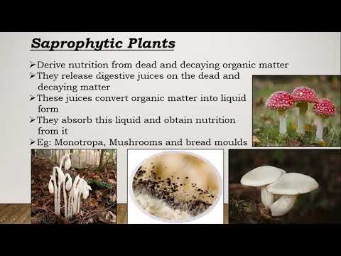 Saprophytic Plants Video Lecture - Class 7