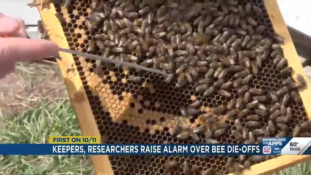 Severe hive losses spur urgent research into bee deaths - 10pm Report