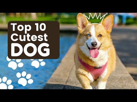 Top 10 Cutest Dog Breeds in the World (2024) | Cute Puppies Breeds Names