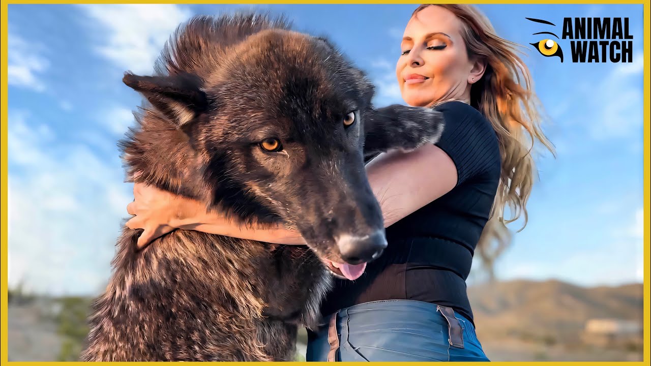 Why you SHOULDN'T get a WOLFDOG!!!