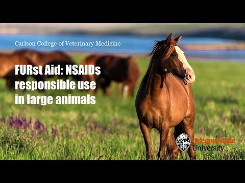 FURst Aid: NSAIDs responsible use in large animals