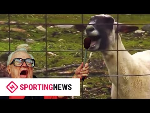 The Cubs' Goat Curse Is Over! Everybody Scream!