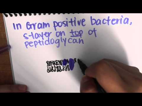 S-Layer in Bacteria and Archaea