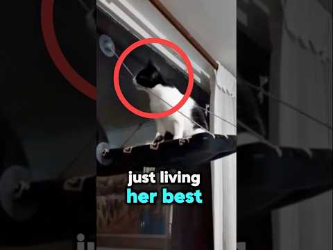 Curious Cat Bites Strap, Falls in Epic Fail.. 🤭 #funnycat