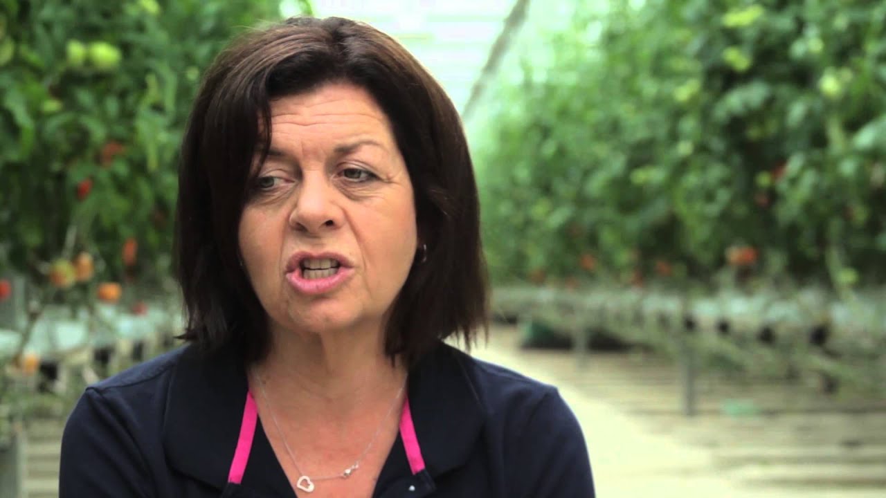 Wild Ramp Values - Gritt's Midway Greenhouse - A Family Business