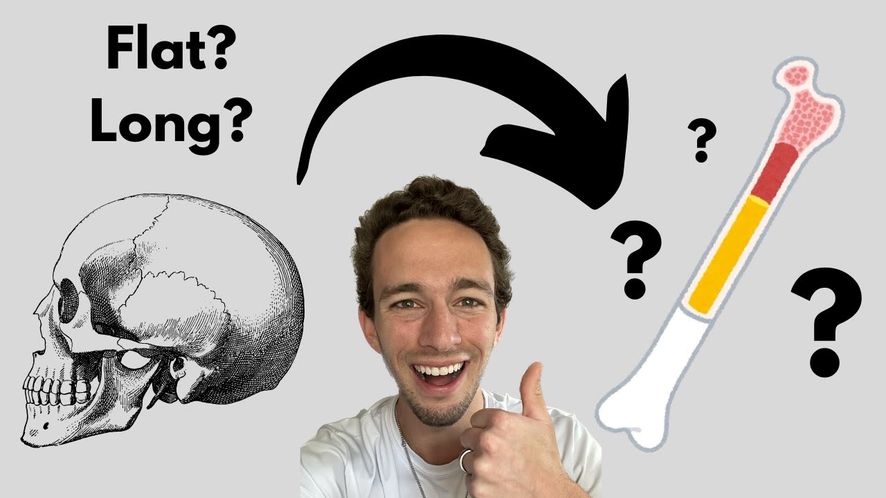 The Secrets to Bone Anatomy & Bone Marrow - Explained!