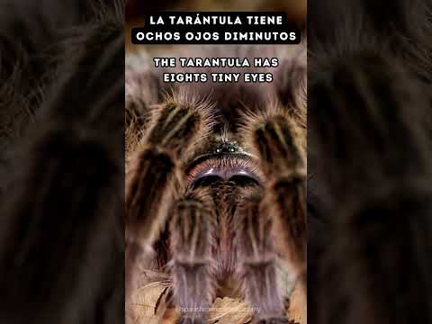 Phrases to describe a tarantula in Spanish #spanishadvanced #spanishfortravelers