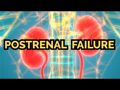 Postrenal Failure (updated 2023) - CRASH! Medical Review Series