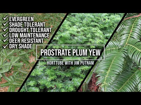 π‘Prostrate Japanese Plum Yew / Perfect Groundcover