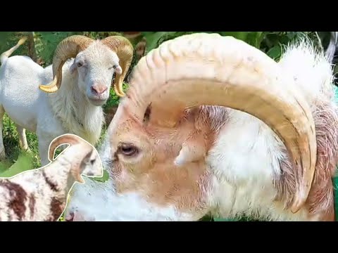 MANAWI AYA ANU MERYOGIKEN MANGGA