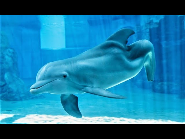 El renovado hogar del delfín Winter celebra 10 años del film que lo ...