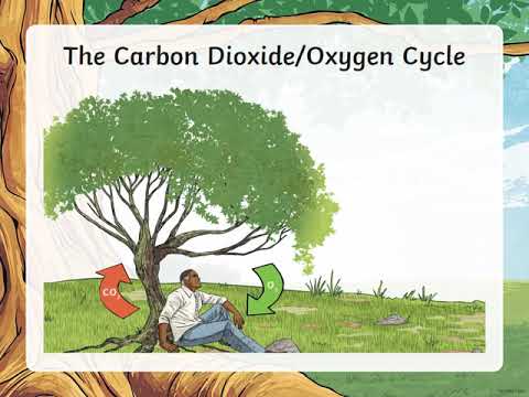 Photosynthesis