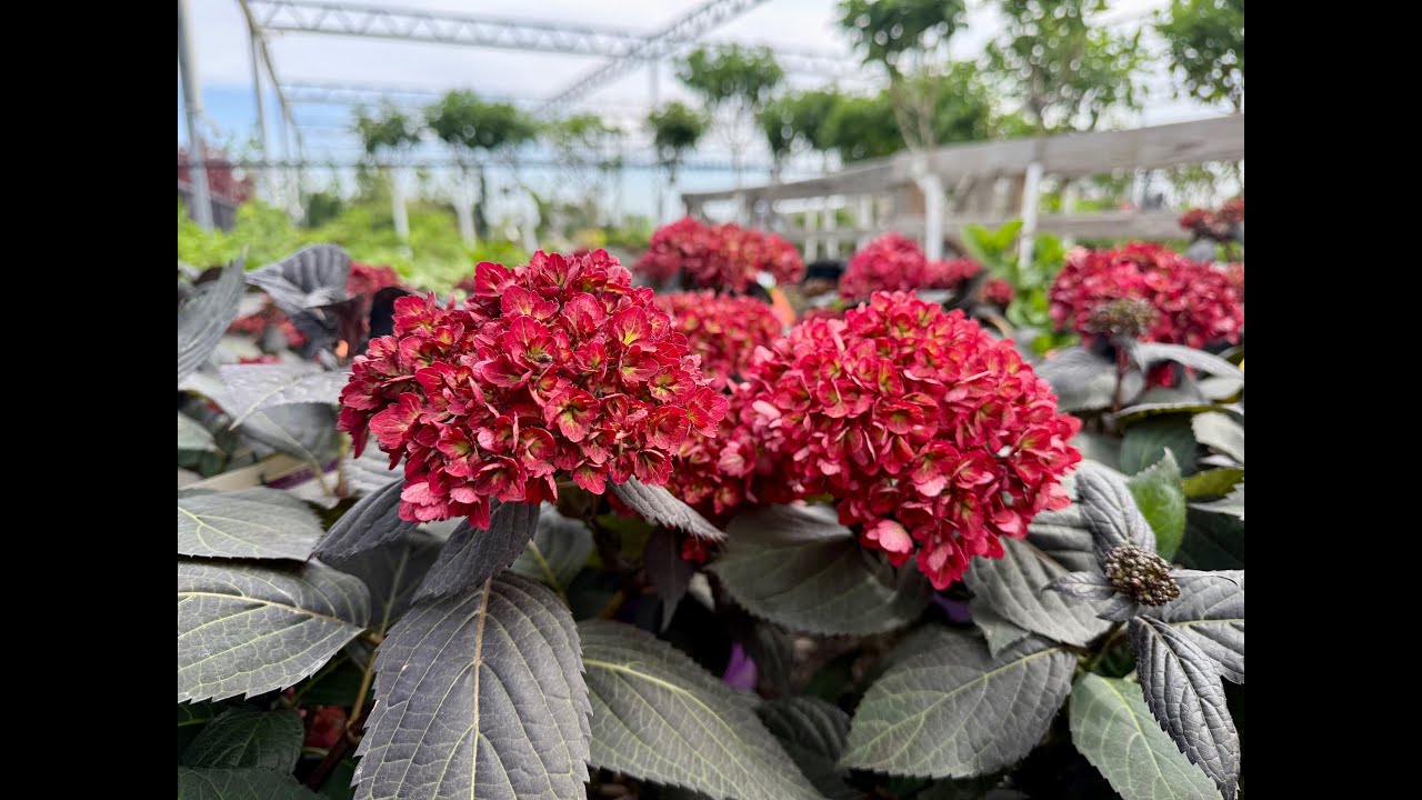 Getting to the Root of It! A Deep Dive on Hydrangeas