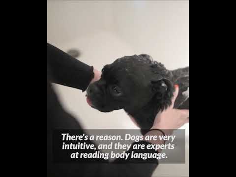 What Is an Emotional Support Animal?